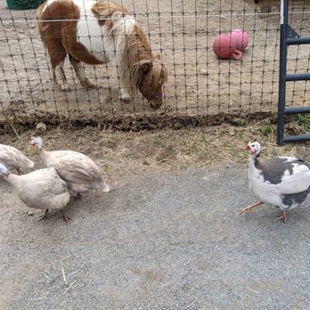 UNITY FARM SANCTUARY - Updated December 2025 - 17 Unity Ln, Sherborn ...