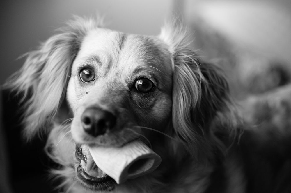 TAKE PAWS - Updated October 2025 - 84 Photos & 29 Reviews - Madison ...