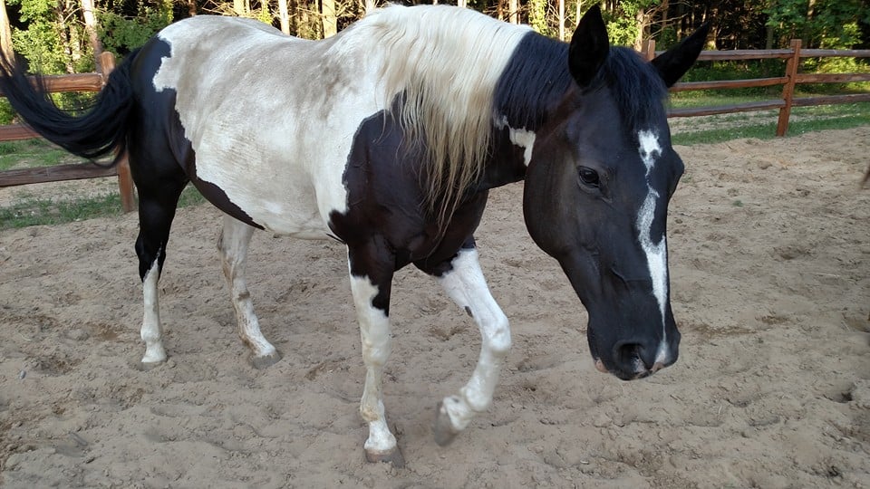 KARA’S CRITTER CARE - Updated August 2025 - 18 Photos - Temperance ...