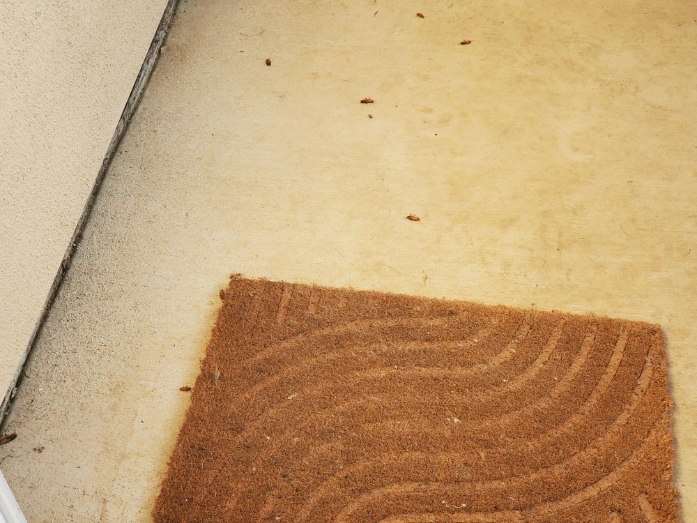 DELK PEST CONTROL - Updated December 2025 - 19 Photos & 42 Reviews ...