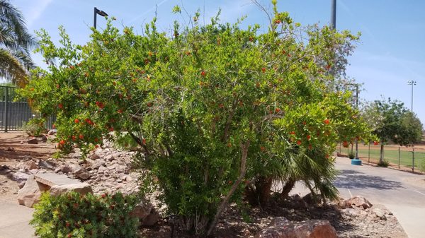 ACACIA DEMONSTRATION GARDENS - Updated May 2025 - 128 Photos & 39 ...