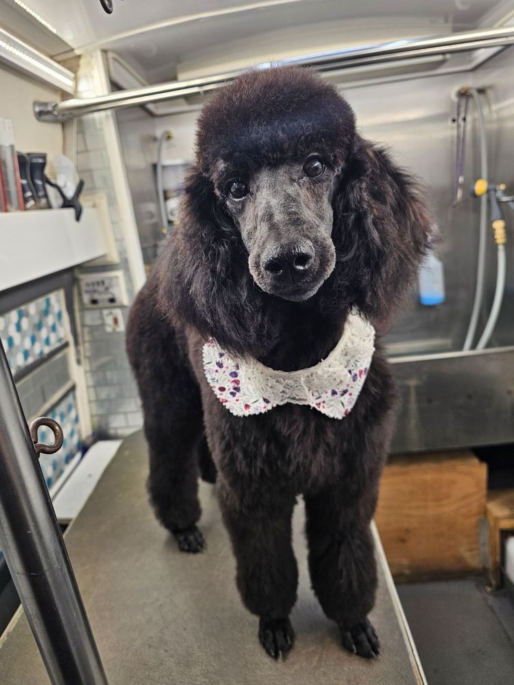 2 PAWS UP MOBILE GROOMER - Updated January 2026 - Blue Ridge, Georgia ...