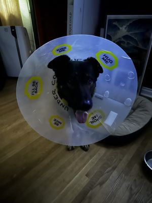 CAVAN HILLS VETERINARY SERVICES - Updated December 2025 - 10 Photos ...