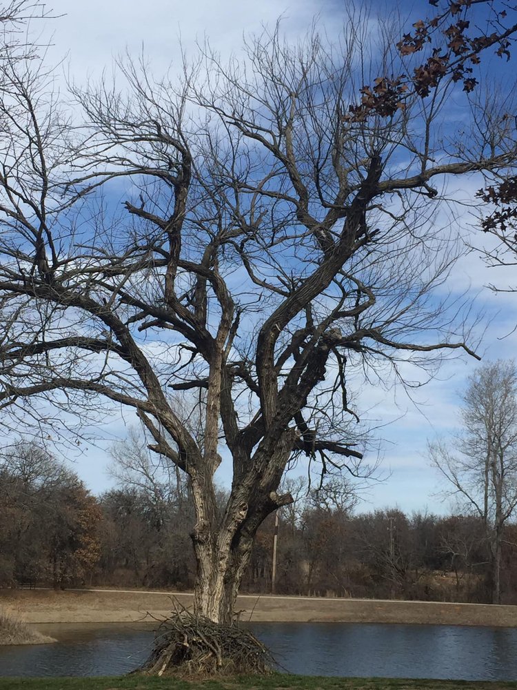 TREES PLUS - Request Consultation - 31 Photos - Blanchard, Oklahoma ...