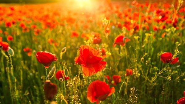 POPPY BANK - Updated December 2025 - 16 Reviews - 438 First Street ...