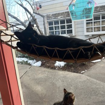 DON’T STRESS MEOWT - CAT CAFE - Updated March 2025 - 157 Photos & 23 ...