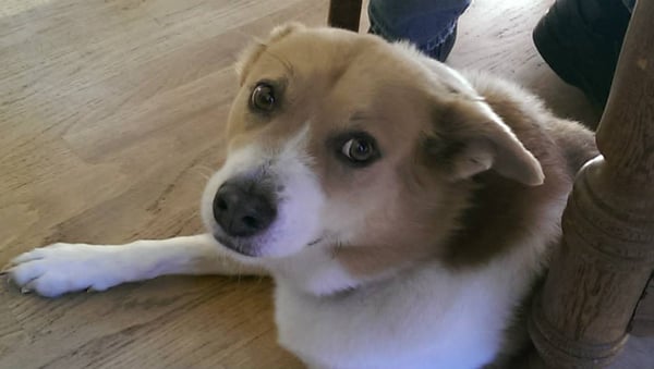 ONE DOG TWO DOGS OLD DOGS NEW DOGS - Updated 05/2025 - Bend, Oregon ...