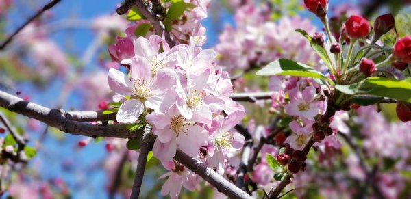 MARKHAM NATURE PARK & ARBORETUM - Updated July 2024 - 288 Photos & 31 ...