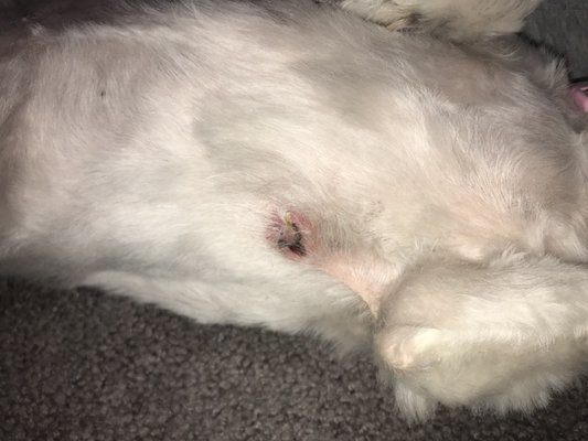 HUG-A-PUP DOG SALON - Updated October 2025 - 13 Photos & 23 Reviews ...