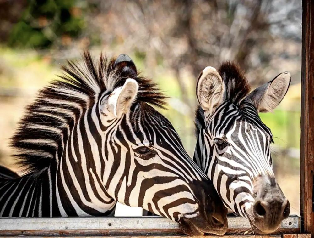 ZOOFARI RETREAT - Updated July 2025 - Atascadero, California - Vacation Rentals - Phone Number ...