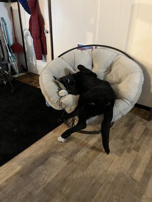 FOOTHILLS VETERINARY HOSPITAL - Updated August 2025 - 26 Photos & 22 ...