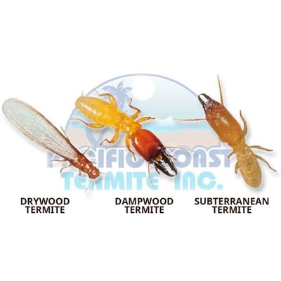 PACIFIC COAST TERMITE - Updated December 2025 - 61 Photos & 446 Reviews ...