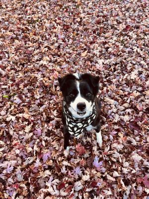 DOGFATHER GROOMING - Updated December 2025 - 14 Photos & 27 Reviews ...