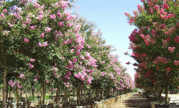 MOON VALLEY NURSERIES - Updated December 2025 - 153 Photos & 87 Reviews ...