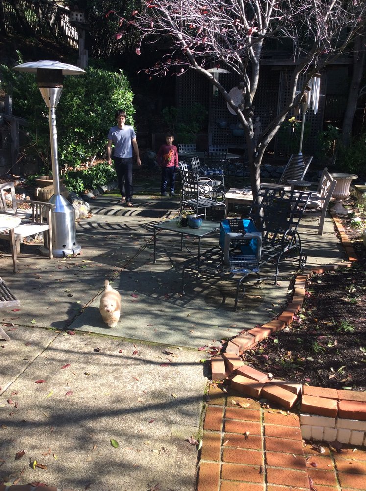 CENTRAL CALIFORNIA COCKAPOOS - Updated October 2025 - Fresno ...