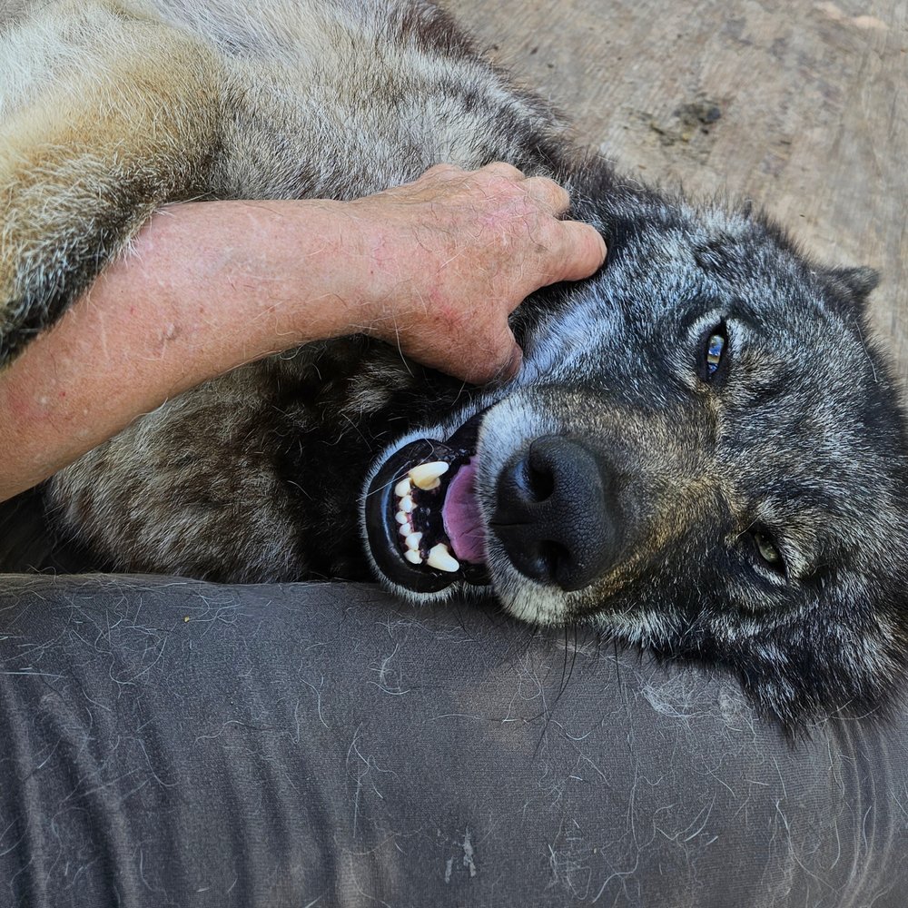 TWIN RIVERS WOLF AND WOLFDOG SANCTUARY - Updated March 2024 - Request ...