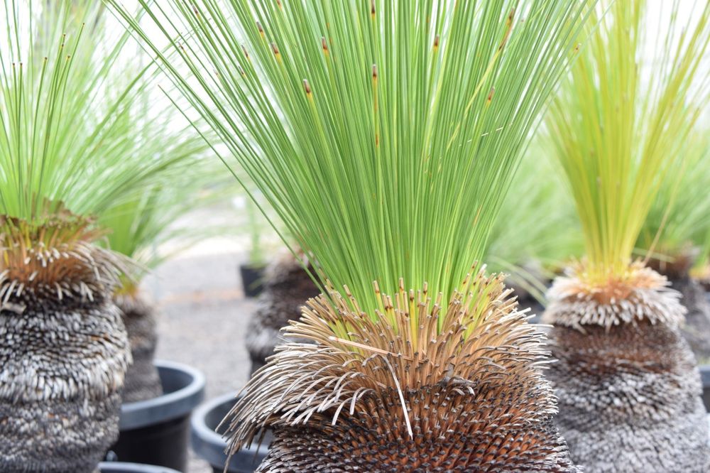 PLANTMARK - Updated December 2025 - 10 Photos - Duncans Rd, Werribee ...