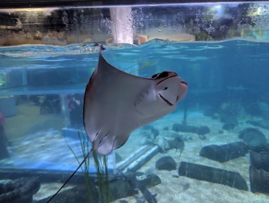 LAYTON AQUARIUM & WILDLIFE - Updated December 2025 - 17 Photos - 1201 N ...