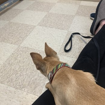 OREGON DOG RESCUE - Updated May 2025 - 50 Photos & 91 Reviews - 6100 S ...