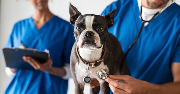 VETCO TOTAL CARE - Updated June 2024 - 20 Photos & 24 Reviews - 9092 ...