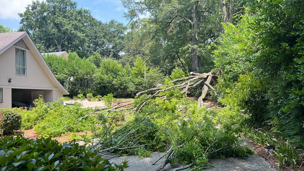 PRO-TREE SERVICES - Updated May 2024 - Prattville, Alabama - Tree ...