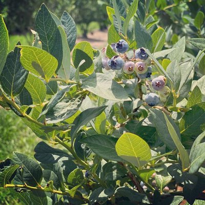 HUBER’S ORCHARD & WINERY - Updated July 2024 - 856 Photos & 237 Reviews ...