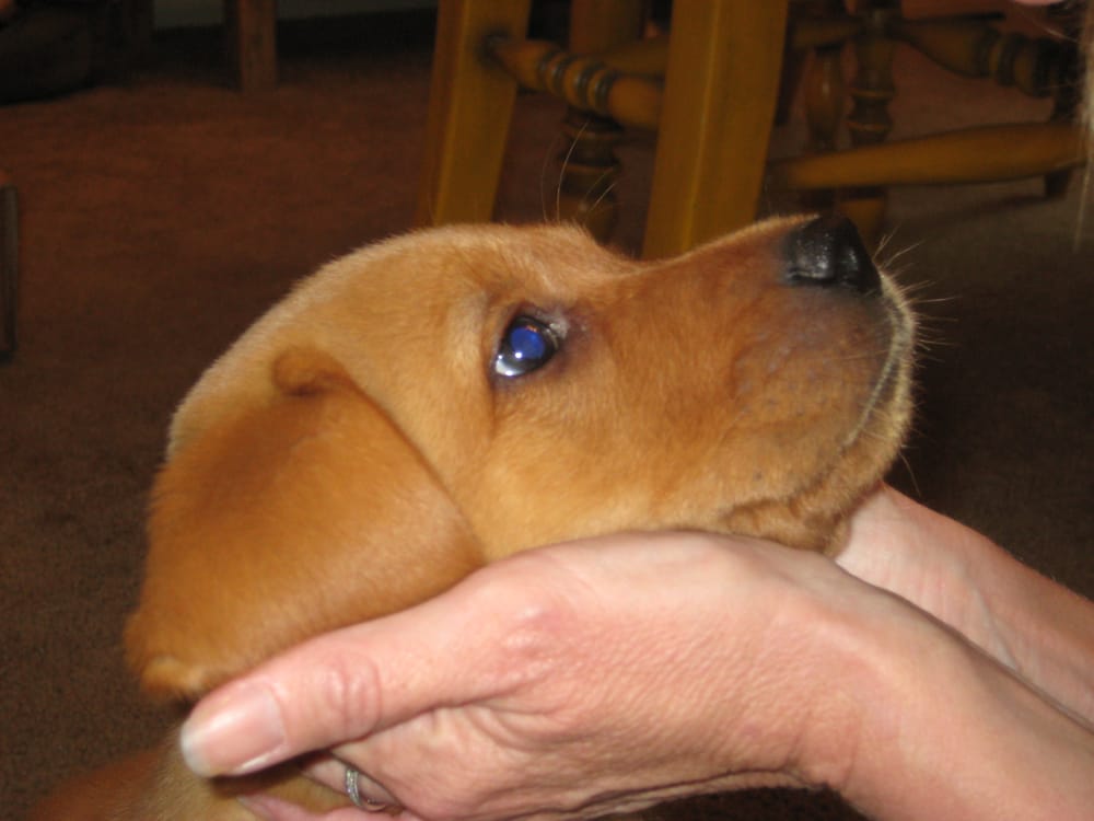 CALICO SUSAN’S HUG A DAY PET CARE - Updated October 2025 - 7003 Fellers ...