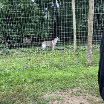 THE WOLF SANCTUARY OF PA - Tours at 465 Speedwell Forge Rd, Lititz ...
