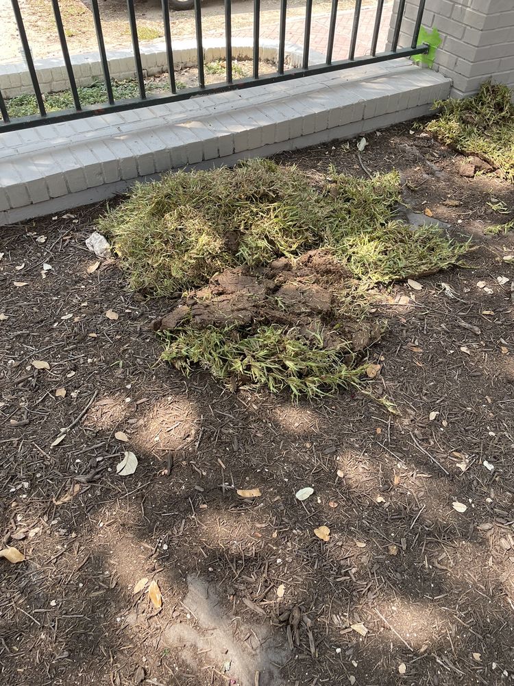 AUSTIN TURF GRASS - 22 Reviews - 15008 N Interstate 35, Austin, Texas ...