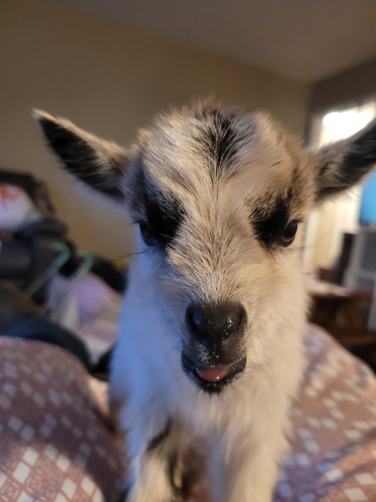 GOATS 4 PARTY - Updated January 2026 - Bay Point, California - Petting ...