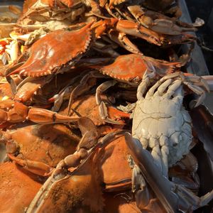 UMAI FUSION BUFFET - Updated June 2025 - 80 Photos & 61 Reviews - 6244 ...