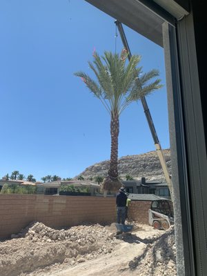 MOON VALLEY NURSERIES TREE SERVICE - Updated July 2024 - 46 Photos & 87 ...