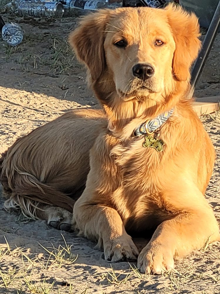 GOLDEN ARROW KENNELS - Updated January 2026 - Eagle Point, Oregon - Pet ...