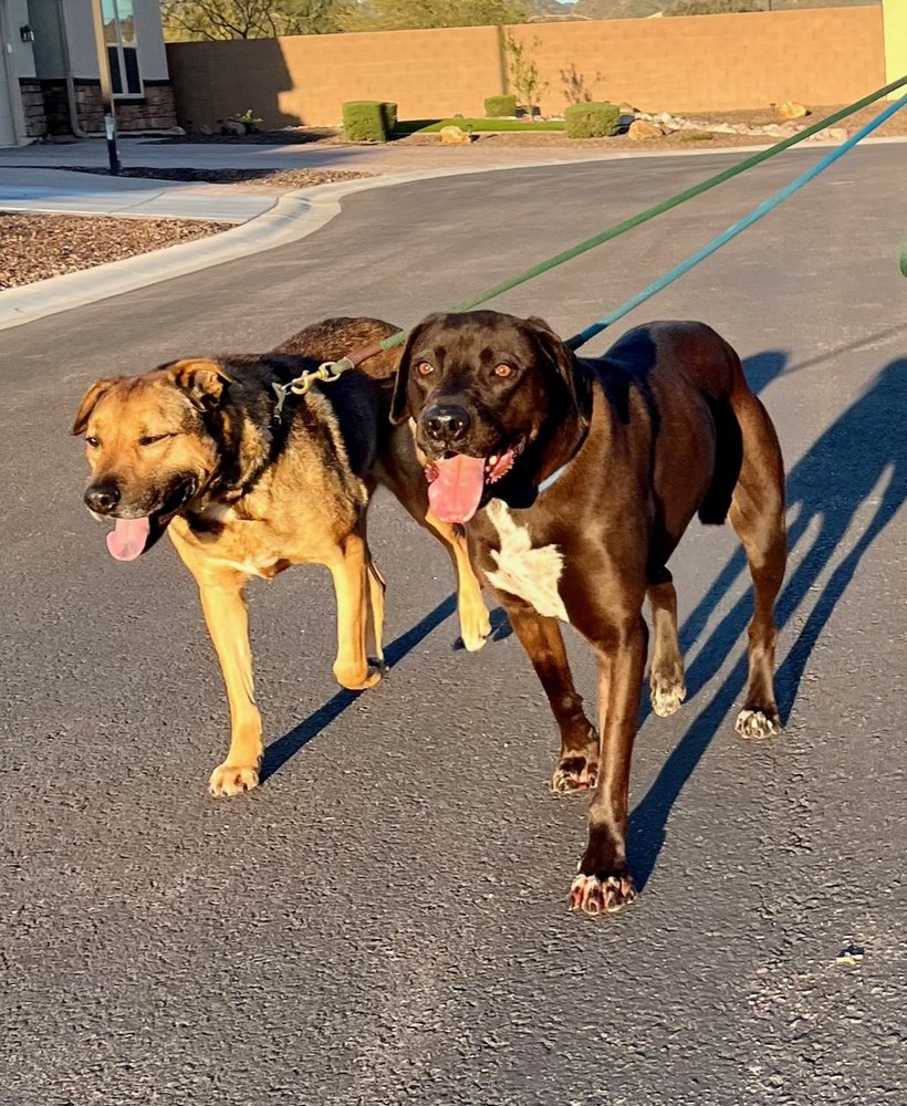 THE DOGGIE DUGOUT - 10 Photos - Queen Creek, Arizona - Dog Walkers ...