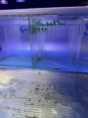 GERBER’S TROPICAL FISH - Updated January 2026 - 47 Photos & 44 Reviews ...