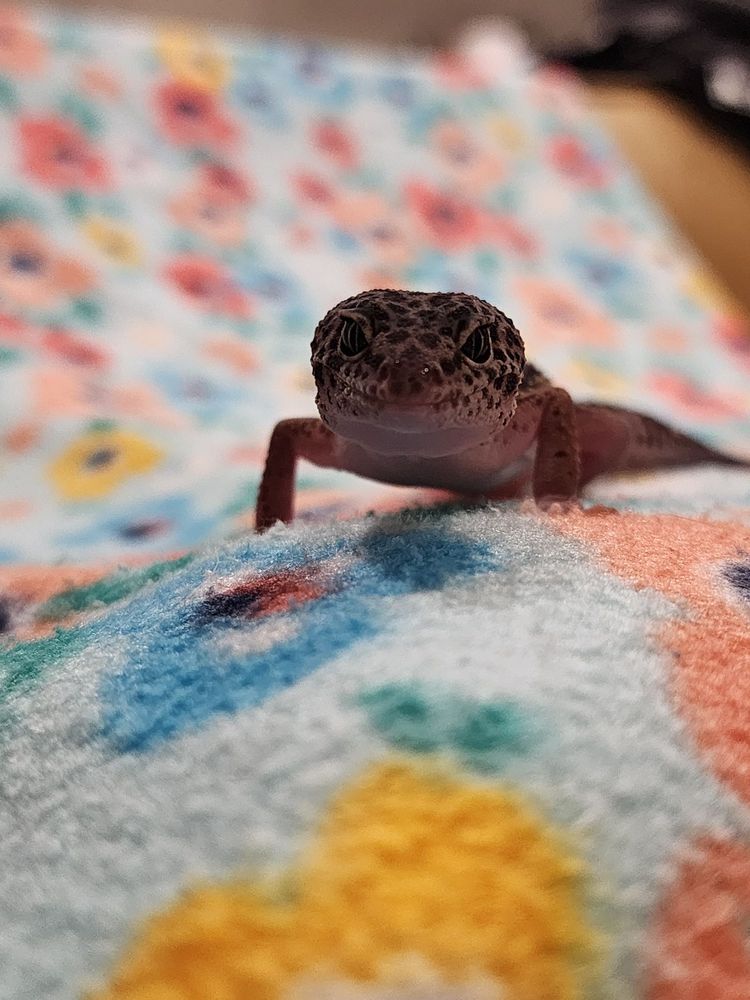 LLLREPTILE & SUPPLY - Updated January 2026 - 455 Photos & 512 Reviews ...