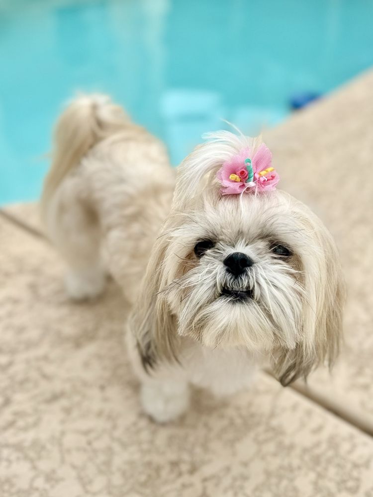 PAWS R US - Updated December 2025 - 104 Photos & 95 Reviews - 2540 ...