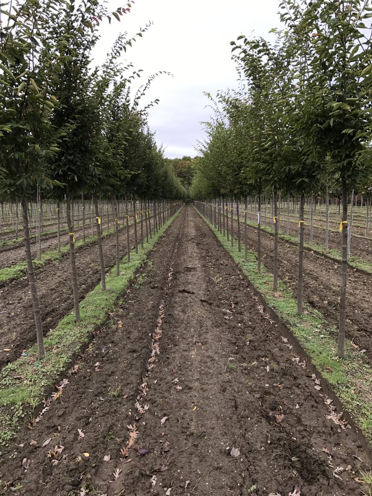 JOSEPH MARANDO NURSERIES - Updated July 2025 - 585 Chapman Blvd ...