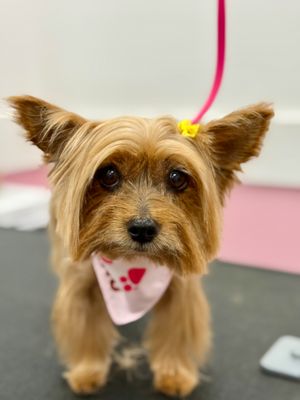 WOOF GANG BAKERY & GROOMING RSM - Updated January 2026 - 53 Photos & 16 ...