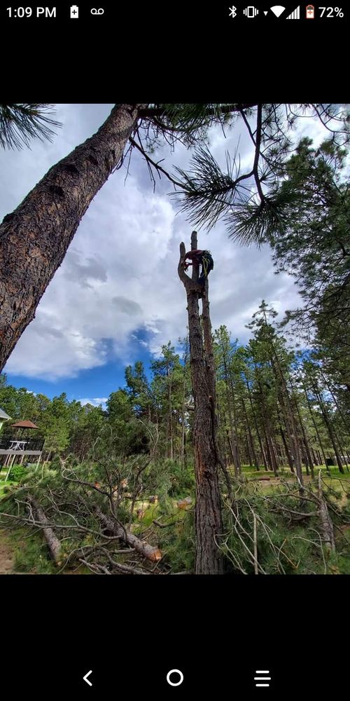 KODIAK TREE CARE - Updated May 2025 - Colorado Springs, Colorado - Tree ...
