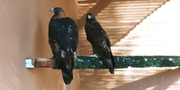 CALIFORNIA RAPTOR CENTER - 39 Photos & 17 Reviews - 1340 Equine Way ...