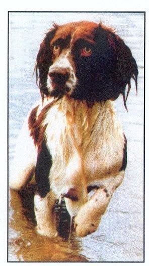 PAWS DOG GROOMING - 16 Photos - Pet Groomers - 124 Longate, Peterhead ...