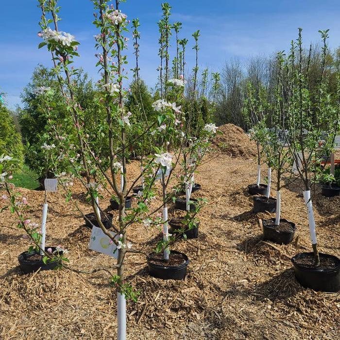 HOLBROOK LANDSCAPING - Updated June 2025 - 17800 St Rt 706, Montrose ...