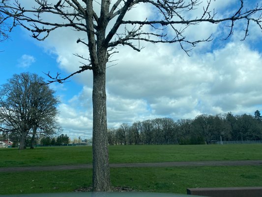 BUSH’S PASTURE PARK - 37 Photos & 24 Reviews - 890 Mission St SE, Salem ...