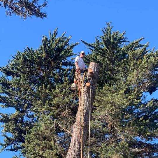 ERIC’S TREE SERVICES SANTA BARBARA - Updated October 2025 - Santa ...