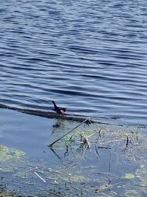 VOLO BOG STATE NATURAL AREA - Updated August 2025 - 63 Photos & 34 ...