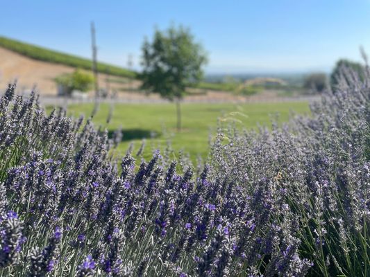 OWEN ROE - Updated June 2025 - 116 Photos & 52 Reviews - 309 Gangl Rd ...