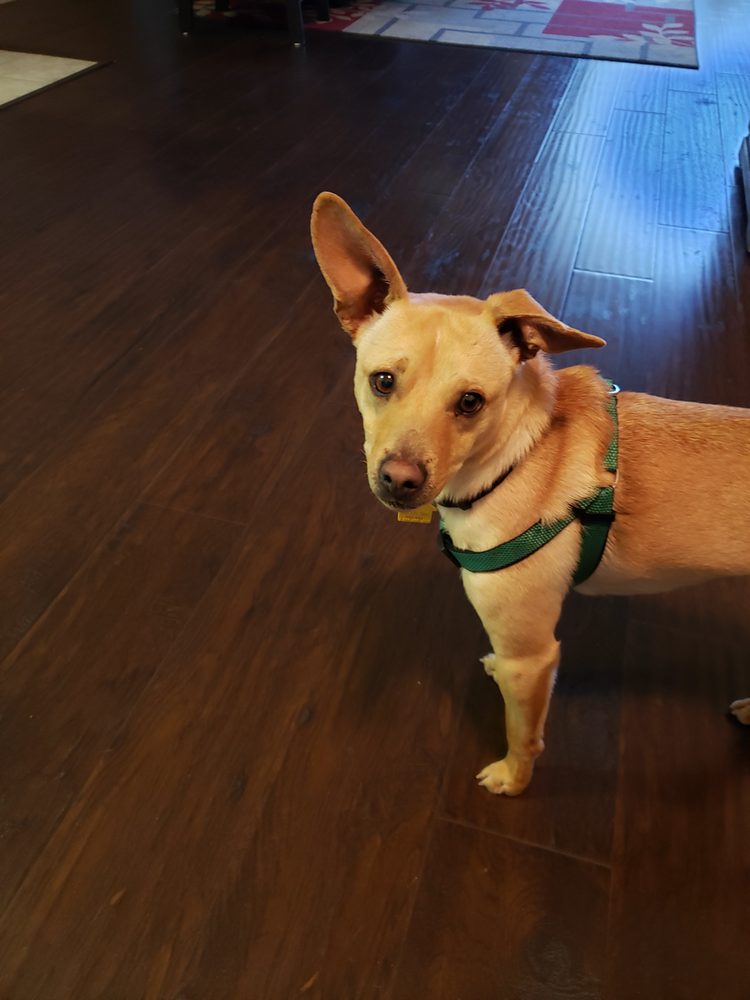 SUTTER COUNTY ANIMAL CONTROL & SHELTER - Updated September 2025 - 21 ...