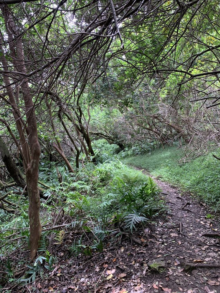 HAU’ULA LOOP TRAIL - Updated November 2024 - 137 Photos & 23 Reviews ...