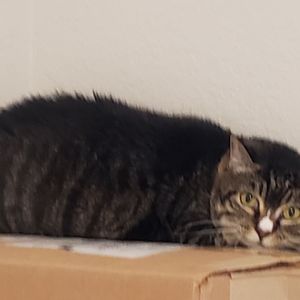 SUNCOAST HUMANE SOCIETY - Updated December 2025 - 13 Photos & 21 ...